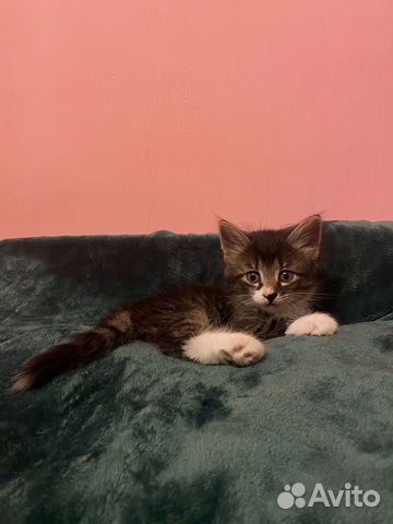 Семь пушистиков ищут семьи