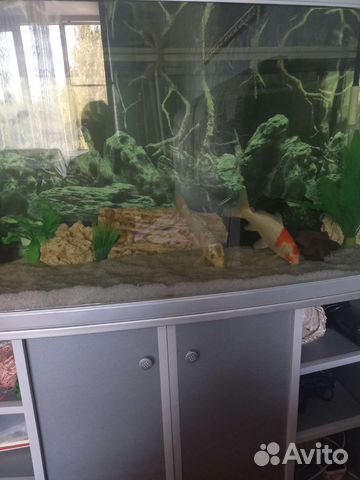 Карп кои, пара