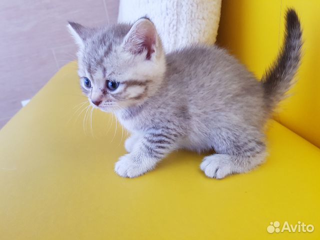Кошечка мраморная шотландская, родилась 30 июня