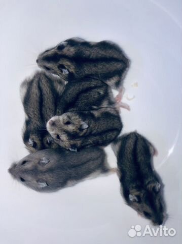 Джунгарские хомячата (доставка, корм)