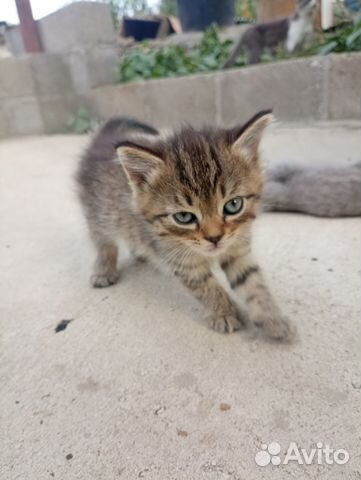 Отдам двух котиков