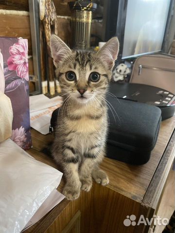 Отдам котят, девочек