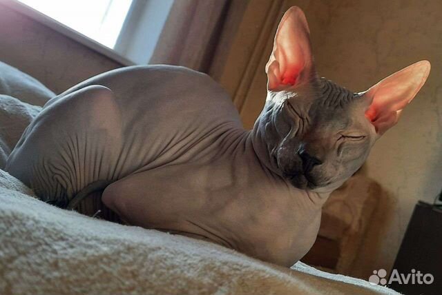 Донской сфинкс вязка