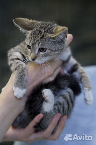 Милое котосолнышко (котёнок, кошка, 3 мес.)