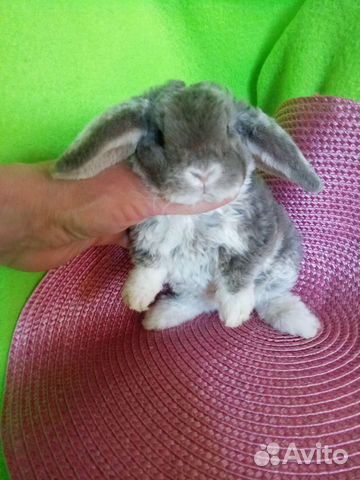 Мини рексята