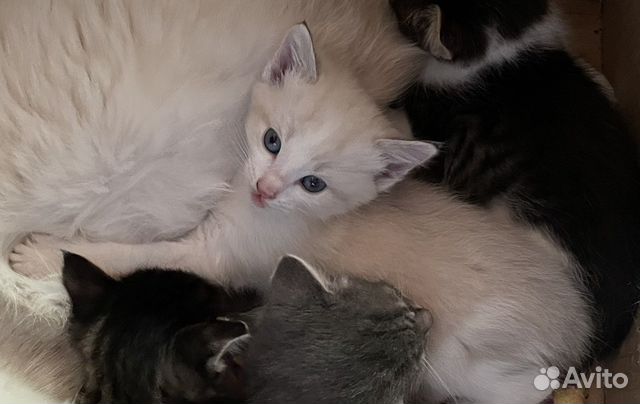 Котенок-мальчик 1 месяц от умных родителей