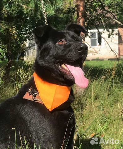 Чёрный Блэк крупный пёс
