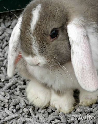 Декоративные кролики. Клетки. Доставка