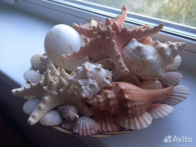 Коралл балянус