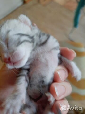 Серебристая бенгальская девочка