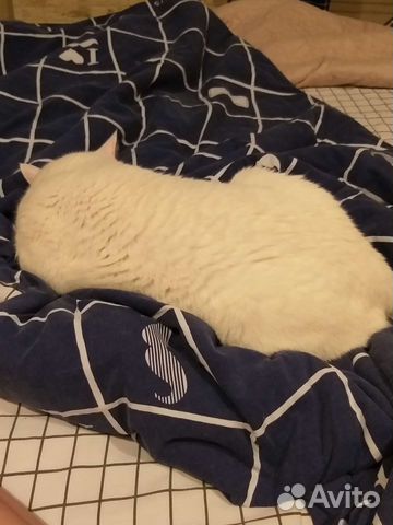 Кот 10 лет