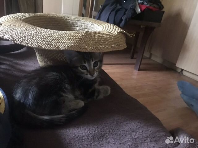 Котенок Полосатый - смешной и славный