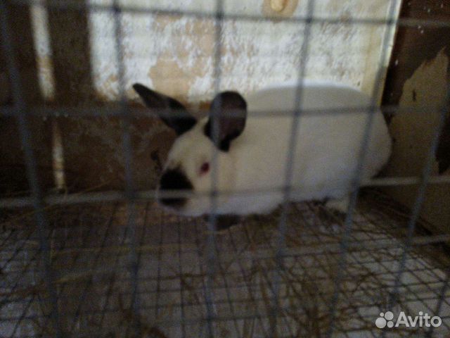 Кролики мясных пород