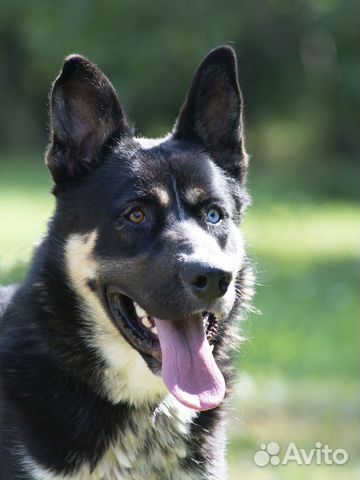 Ищем дом для Арнольда