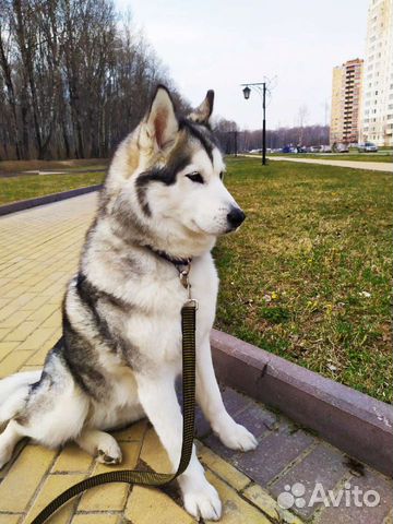 Аляскинский маламут