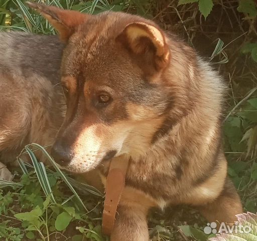 Пёсик-компаньон Боня 3 года