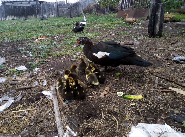 Индоутка мускусная утка утята