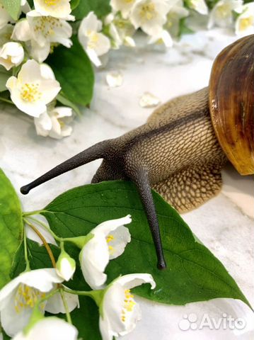 Архахатина маргината