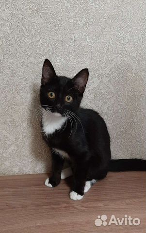 Котёнок