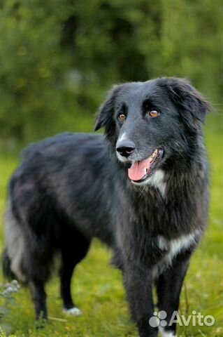 Милка, собака в добрые руки бесплатно