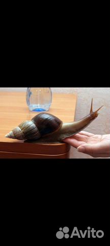 Улитки ахатины