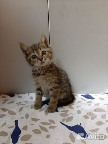 Котенок-мальчик 2 мес в добрые руки