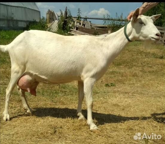 Зааненская дойная супермолочная коза