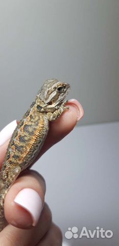 Бородатая агама малыши
