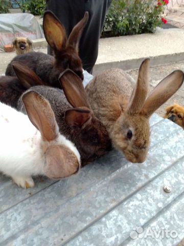 Кролики породы фландр