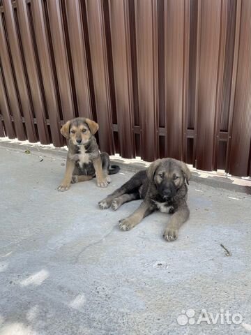 Собака в добрые руки отдам бесплатно