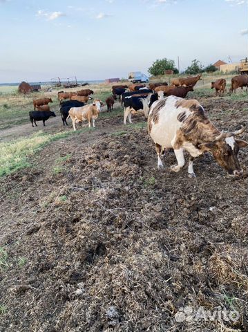 Дойные коровы