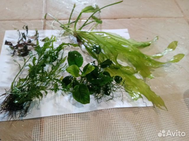 Набор растений:Больбитис, эхиндорус, анубиас, буце