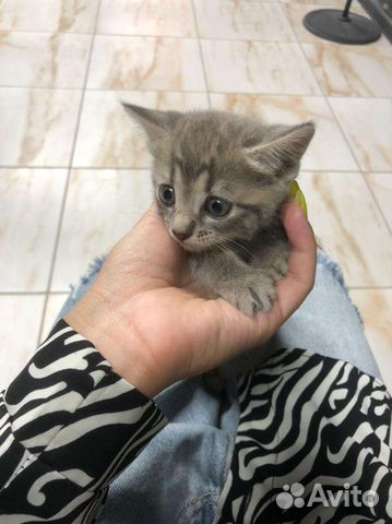 Котенок