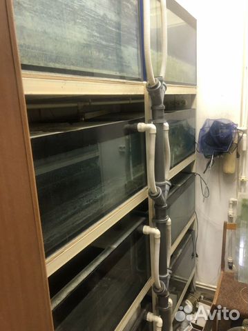 Аквариумное хозяйство