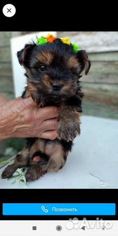 Йоркширский терьер щенки девочки
