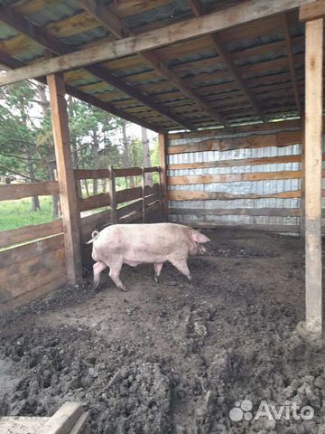 Хряк 1.5 года
