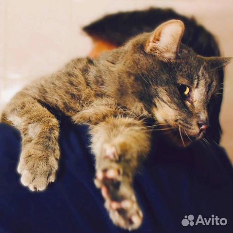 Раджа, котик бесплатно в добрые руки