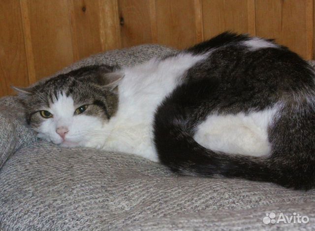 Вениамин, кот в добрые руки приют Ржевка