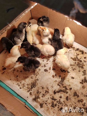 Бойцовые цыплята