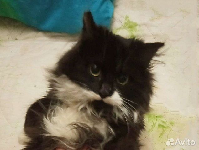 Котенок мальчик 3 месяца Сибирский