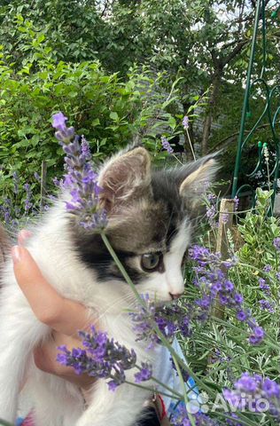 Котёнок