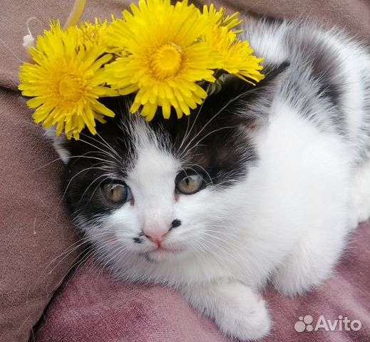 Арлекино детки