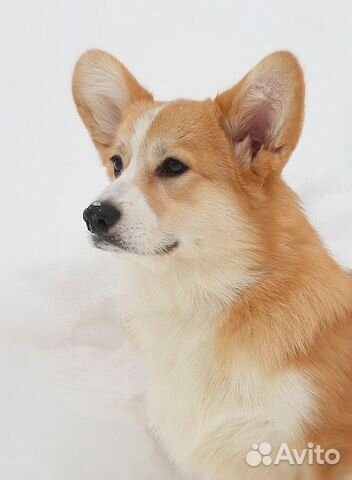 Обаятельный мальчик вельш корги пемброк