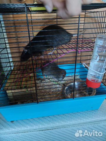 Отдам 2 крыс и 2 клетки