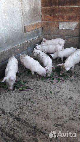 Поросята