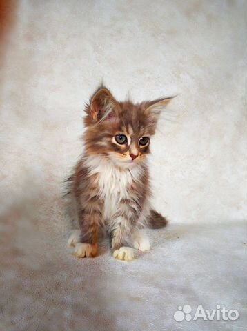 Пушистые котята в добрые руки бесплатно в дар
