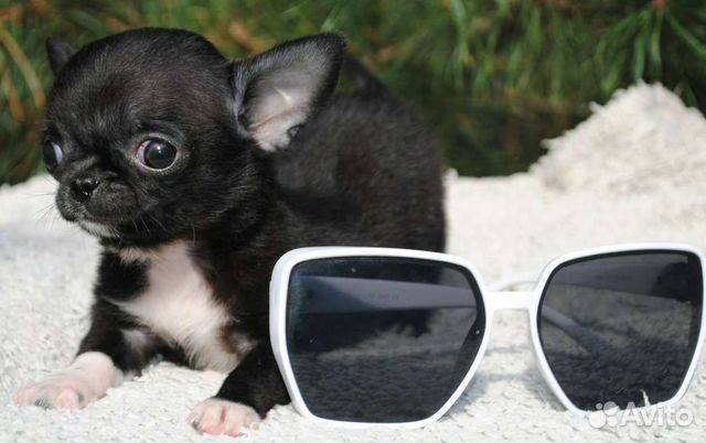 Чихуахуа - мини пупсик