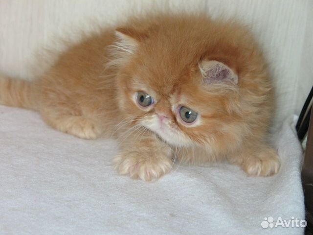 Персидский котик