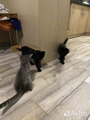 Котятки в добрые руки