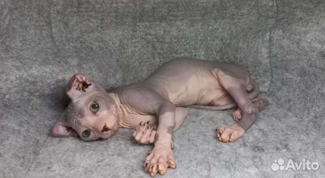 Котята Украинский Левкой